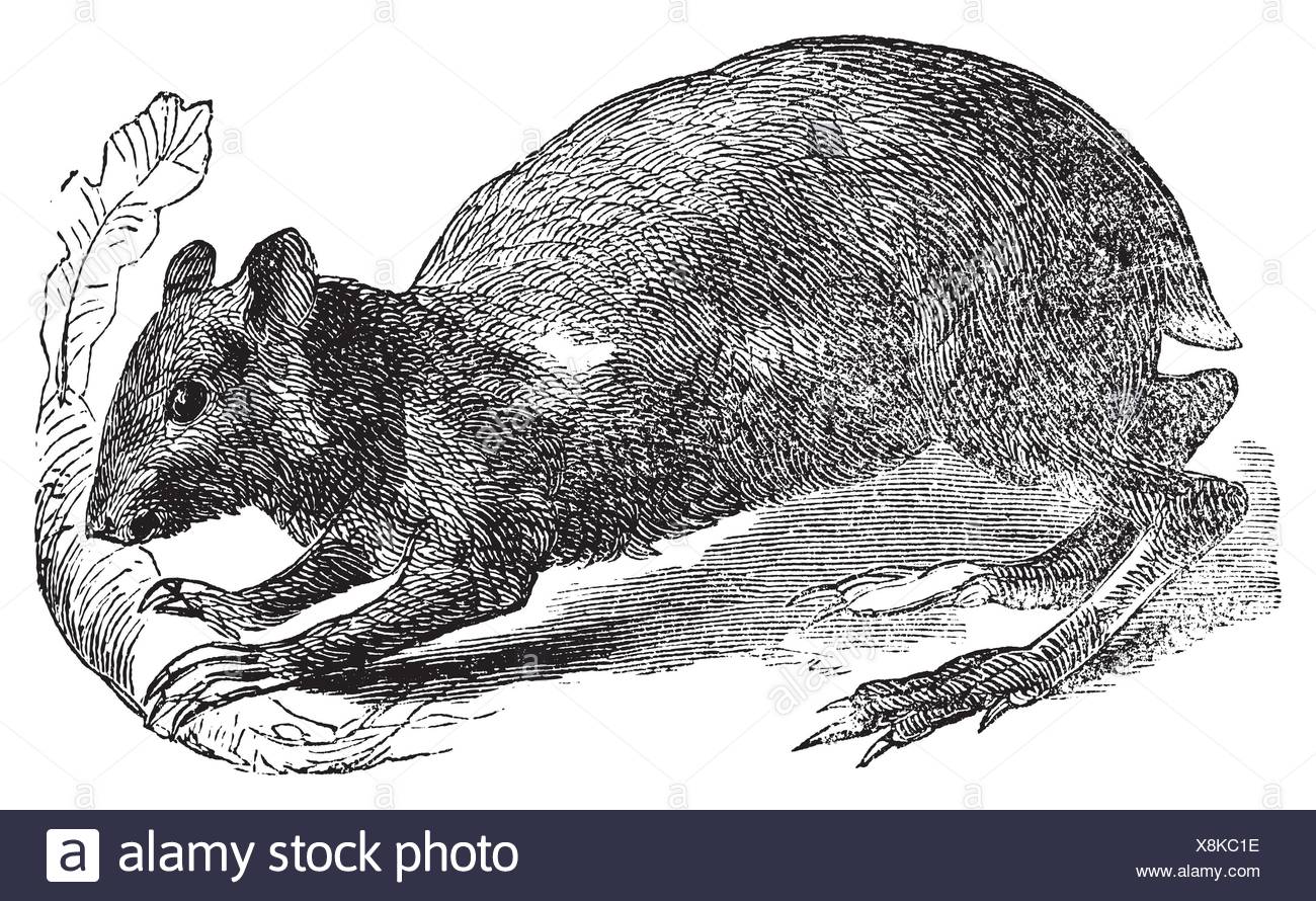 Black Aguti High Resolution Stock Photography and Images - Alamy