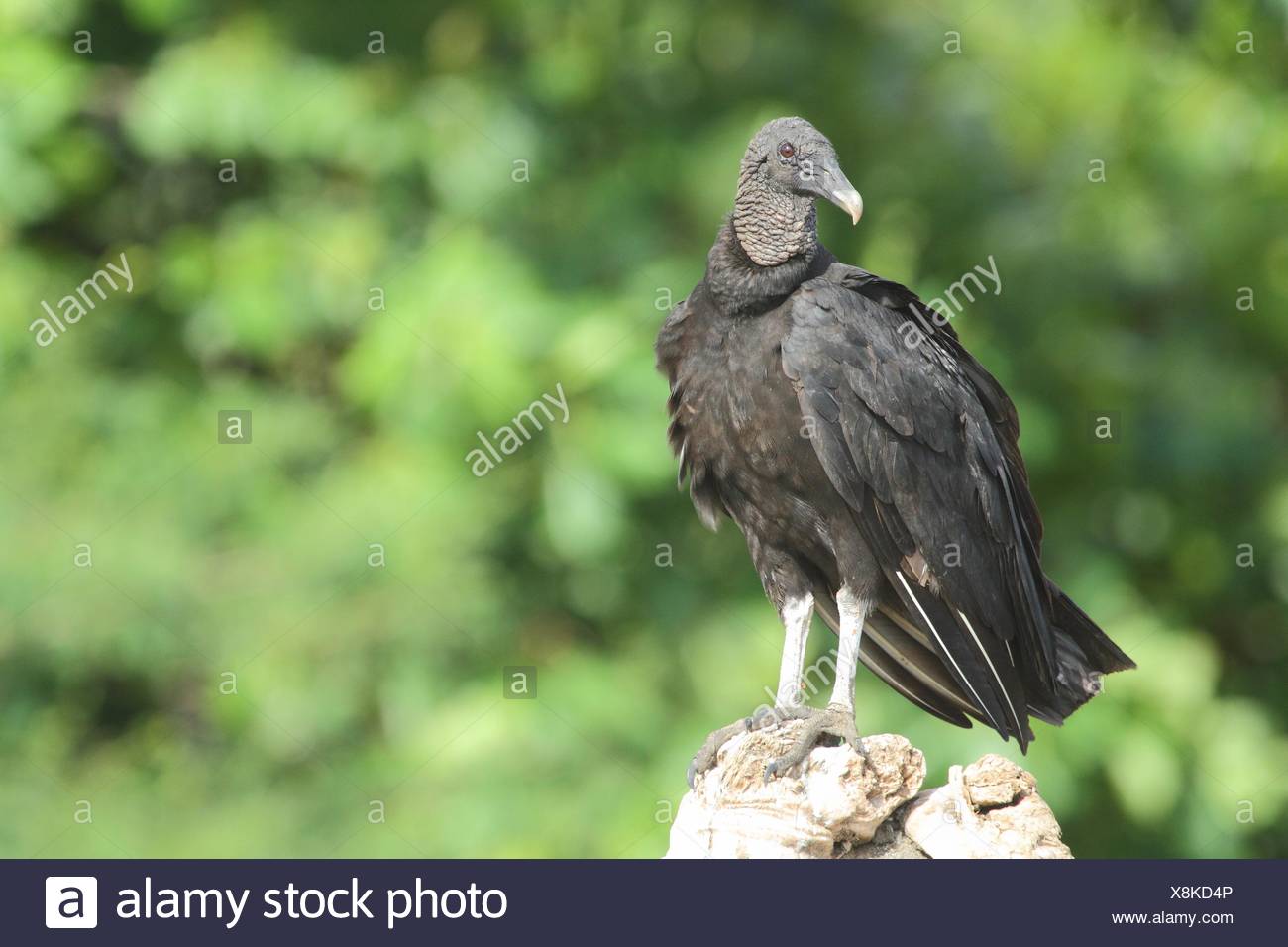 El Zopilote High Resolution Stock Photography and Images - Alamy