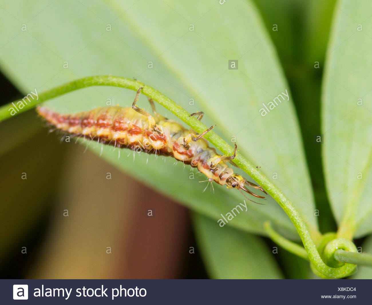 Green Lacewing Larva High Resolution Stock Photography and Images - Alamy