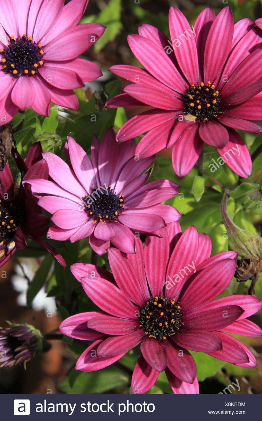 Dimorphotheca Ecklonis Stock Photos & Dimorphotheca Ecklonis Stock ...