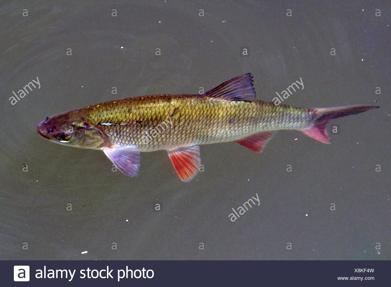 Orfe High Resolution Stock Photography and Images - Alamy