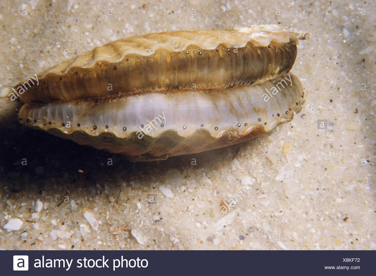Queen Scallop High Resolution Stock Photography and Images - Alamy
