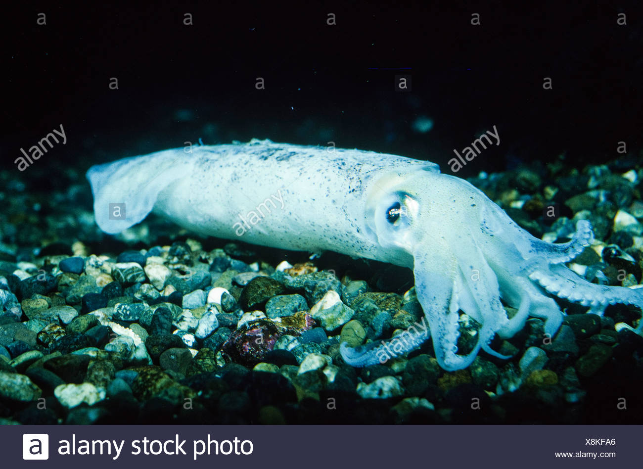 Loligo High Resolution Stock Photography and Images - Alamy