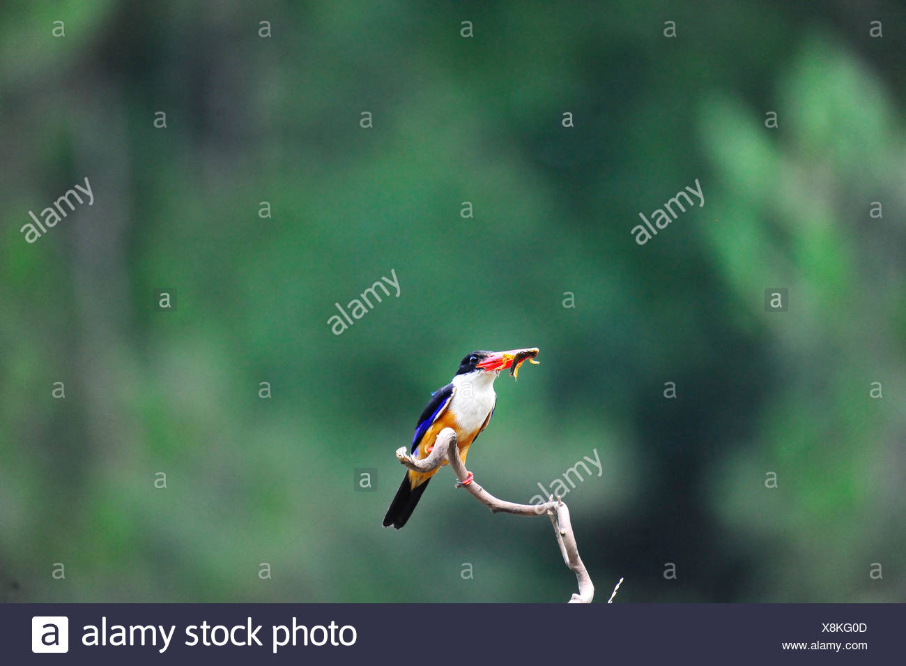 Jade Bird High Resolution Stock Photography and Images - Alamy