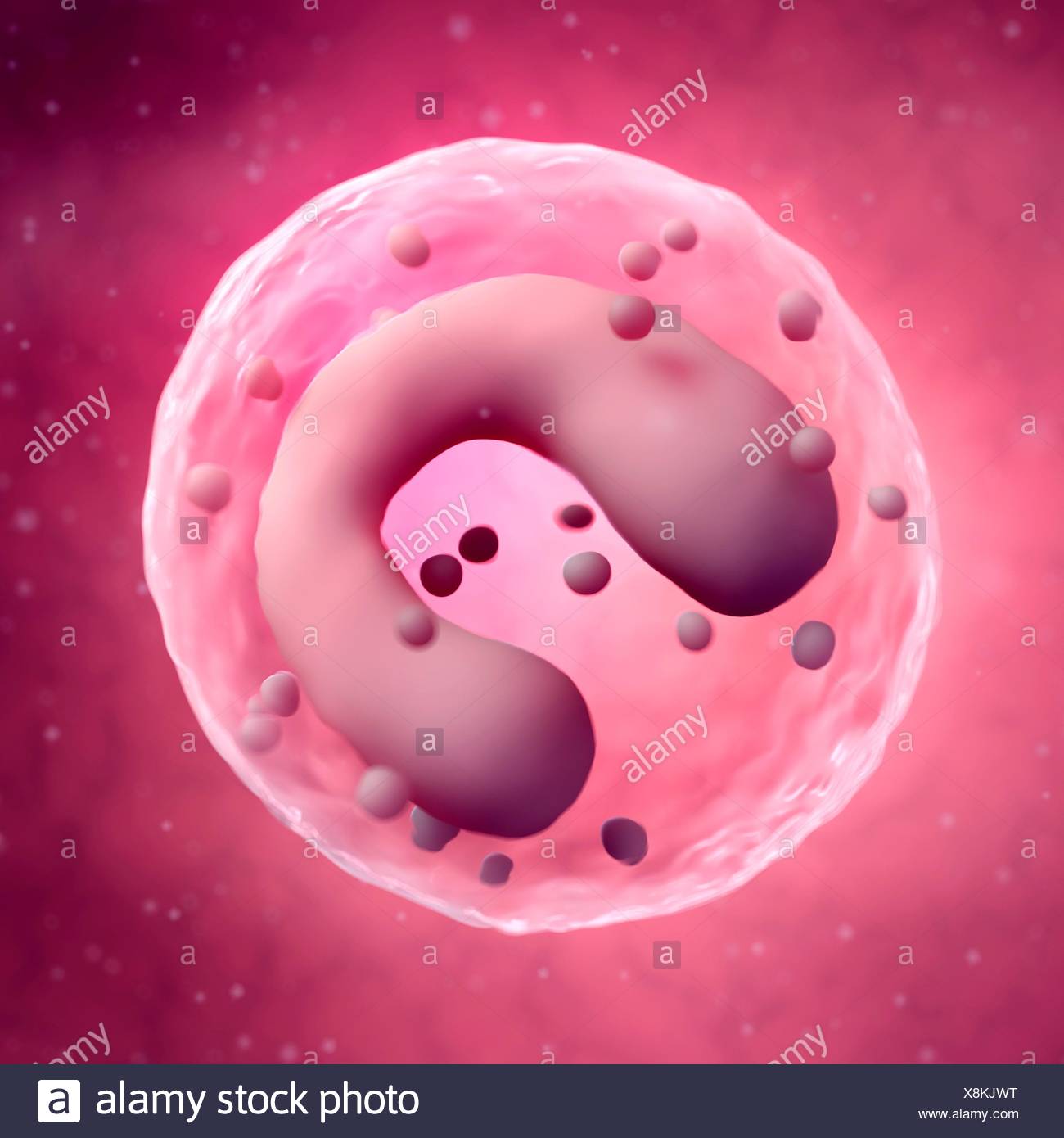 Monocyte Stock Photos & Monocyte Stock Images - Alamy