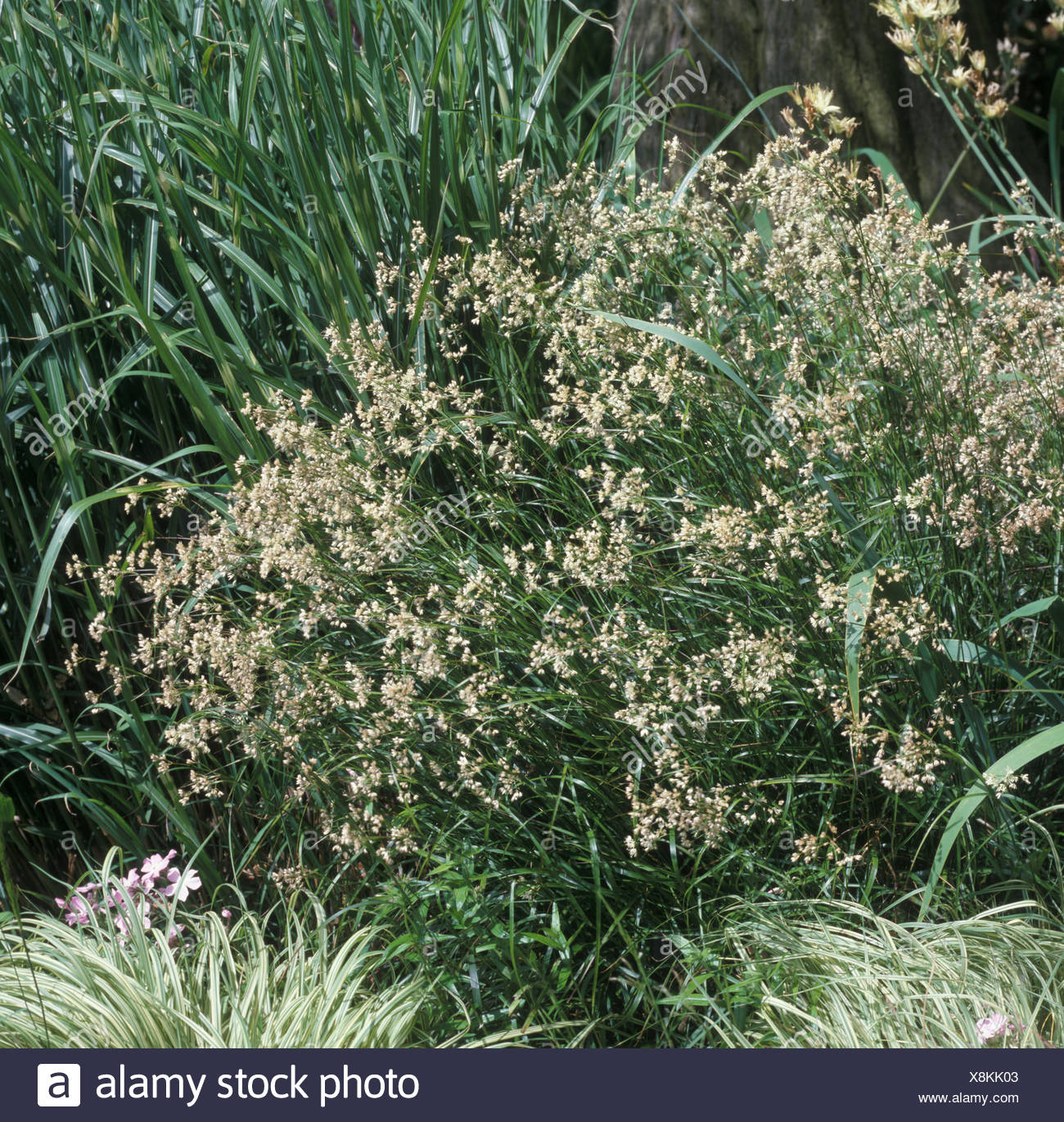 Luzula Nivea Luzula Nivea High Resolution Stock Photography and Images ...