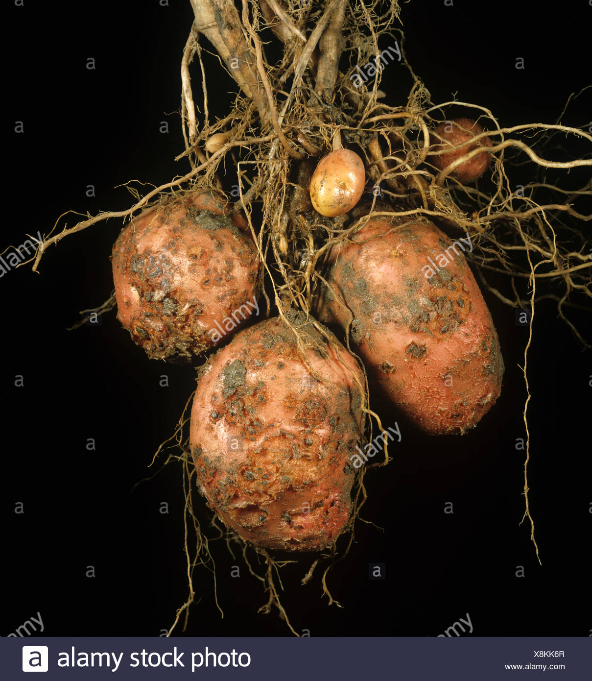 Potato Scab High Resolution Stock Photography and Images - Alamy