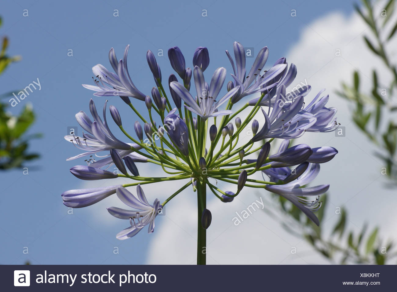 African Lily High Resolution Stock Photography and Images - Alamy