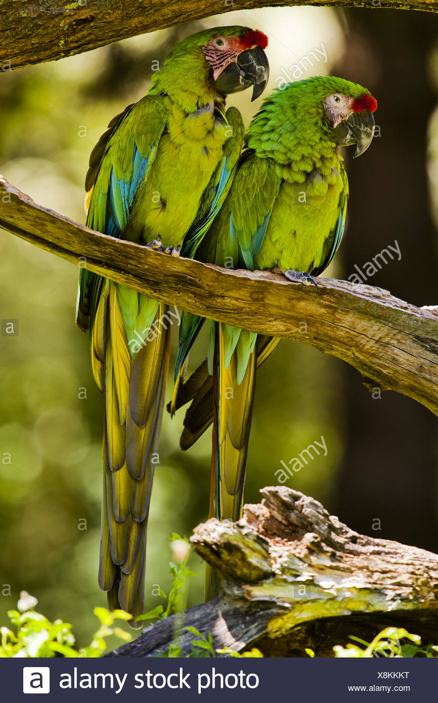 Soldatenara High Resolution Stock Photography and Images - Alamy