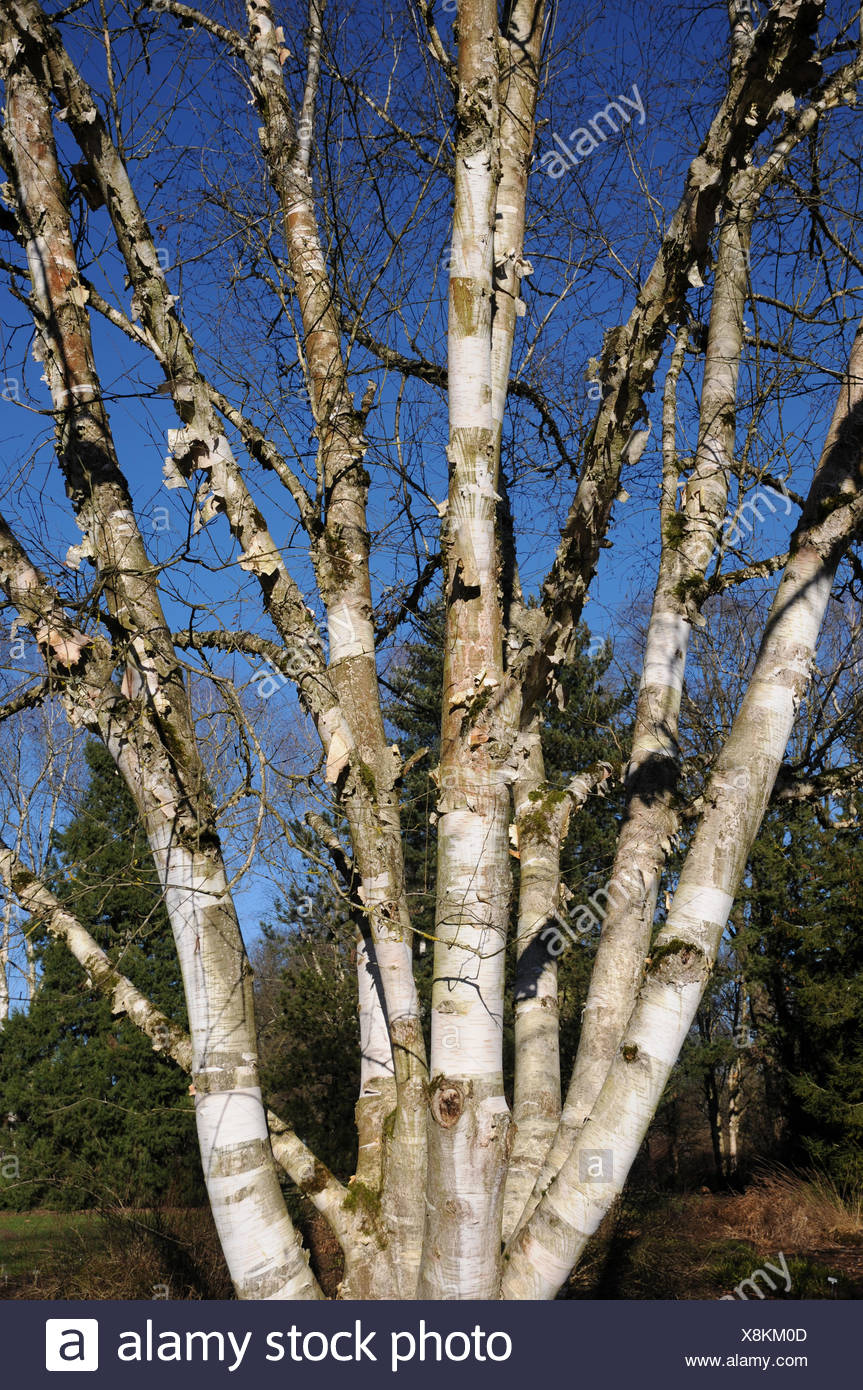 Himalayan Birch Tree Stock Photos & Himalayan Birch Tree Stock Images ...