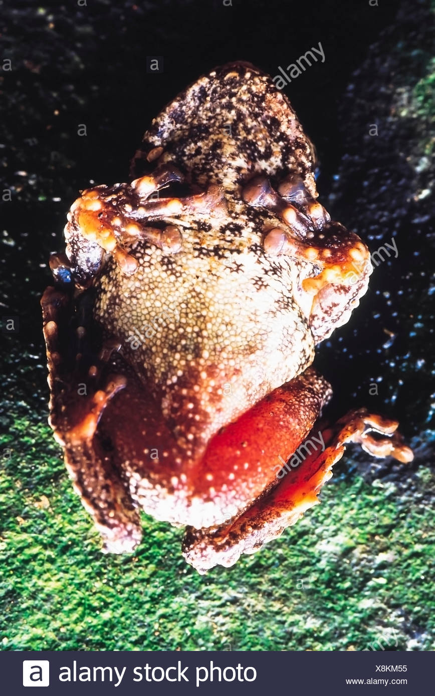 Dead Toad High Resolution Stock Photography and Images - Alamy