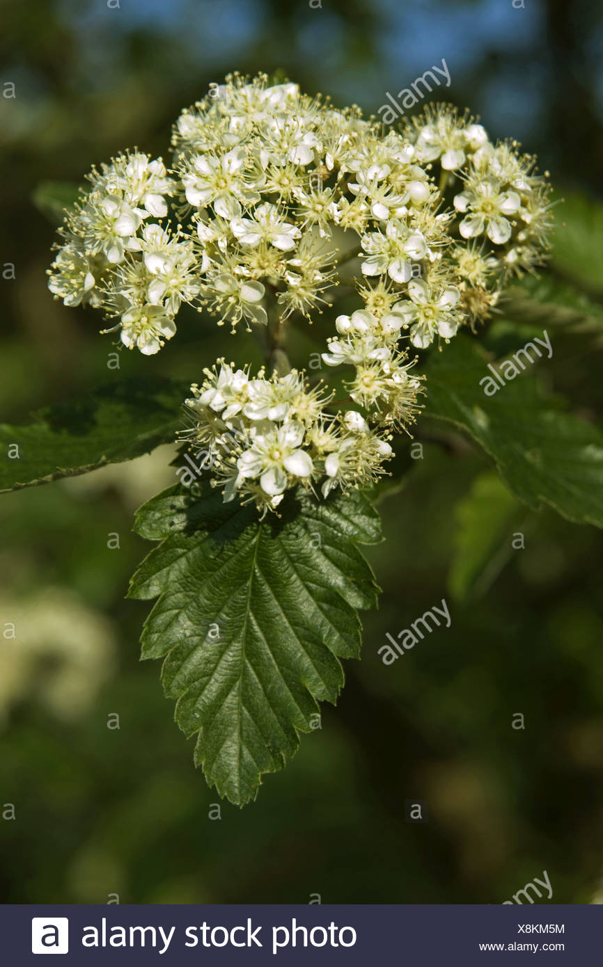 Sorbus Aria Flowers High Resolution Stock Photography and Images - Alamy
