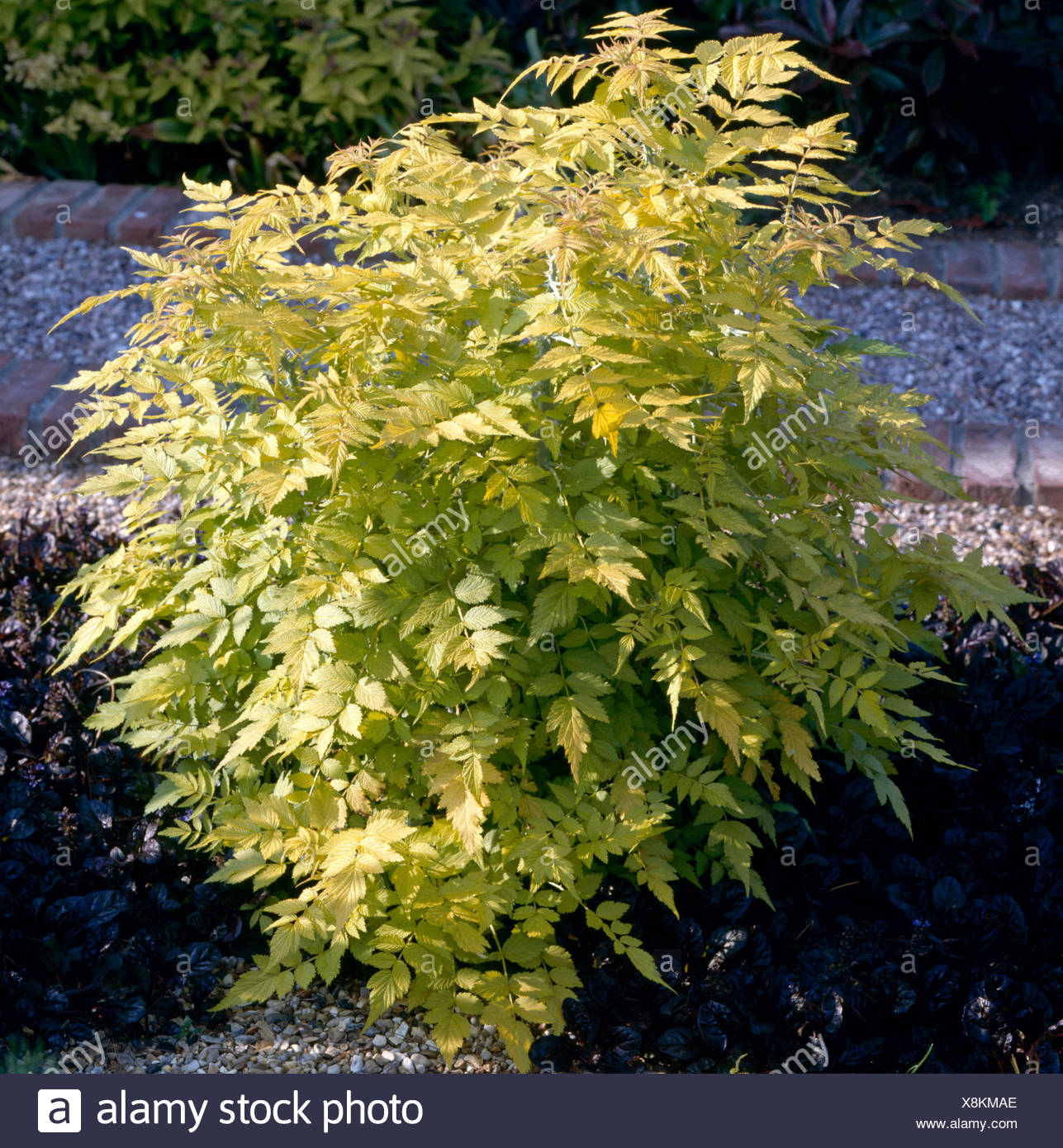 Rubus Cockburnianus High Resolution Stock Photography and Images - Alamy