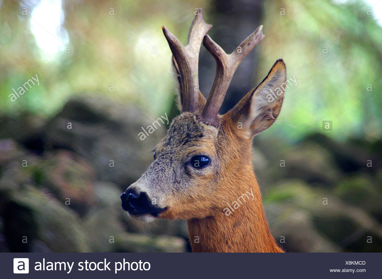 Male Roe Deer Stock Photos & Male Roe Deer Stock Images - Alamy