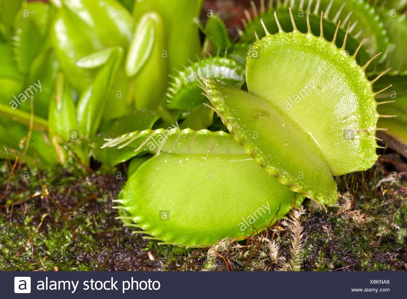 Insectivore Teeth High Resolution Stock Photography and Images - Alamy