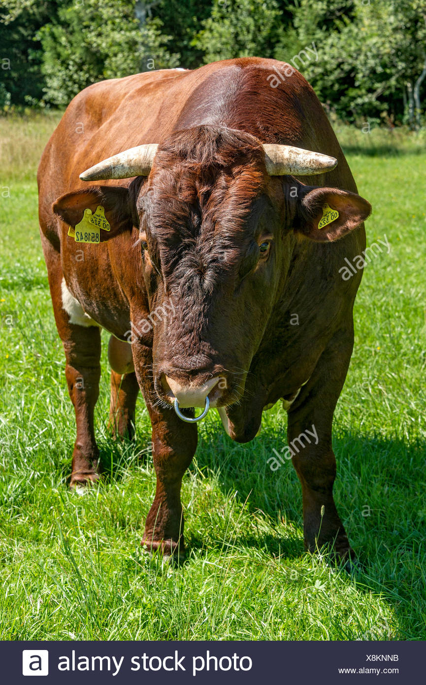 Bull With Ring In Nose High Resolution Stock Photography and Images - Alamy