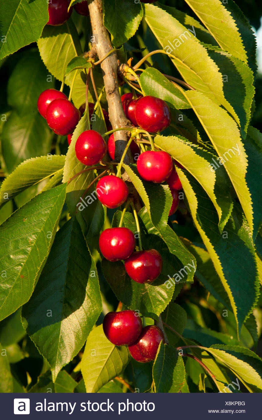Cherry Orchards High Resolution Stock Photography and Images - Alamy
