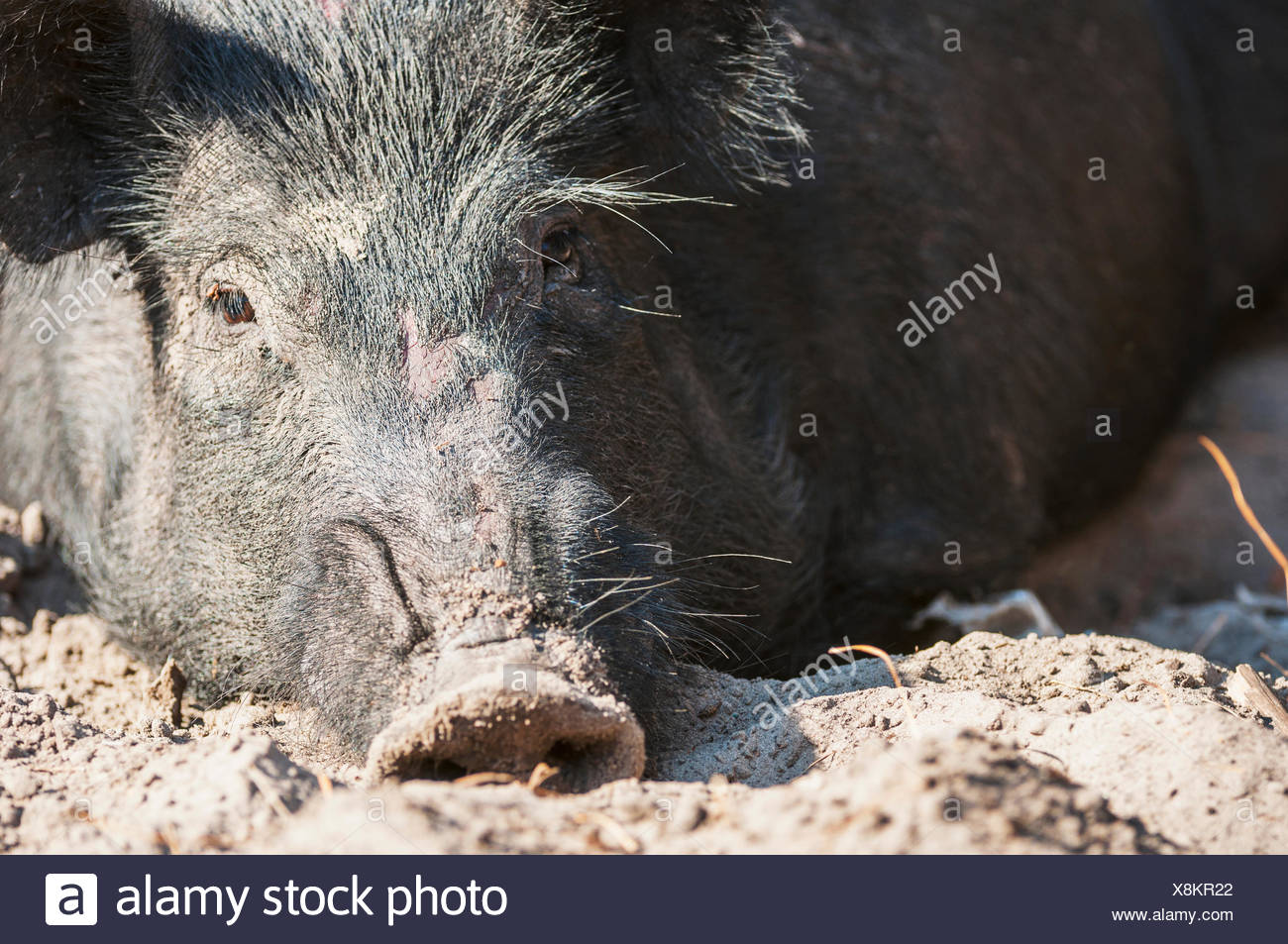Lying Down Wild Boar High Resolution Stock Photography and Images - Alamy