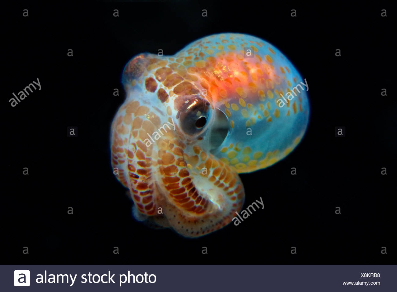 Sepiola High Resolution Stock Photography and Images - Alamy