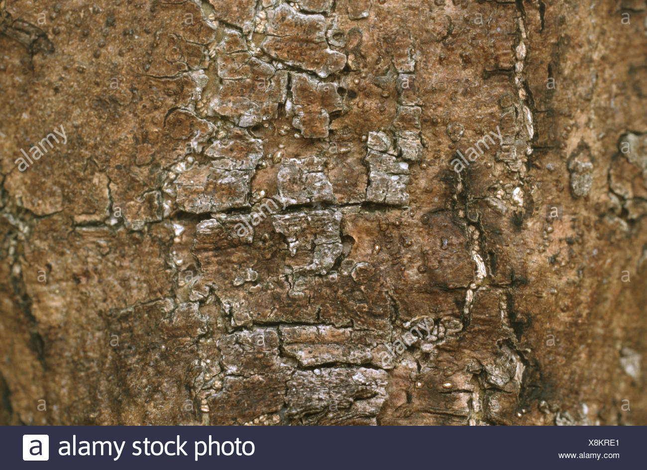 Olive Tree Bark Stock Photos & Olive Tree Bark Stock Images - Alamy