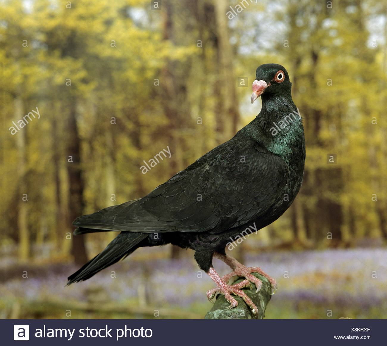 Tumbler Pigeon Stock Photos & Tumbler Pigeon Stock Images - Alamy