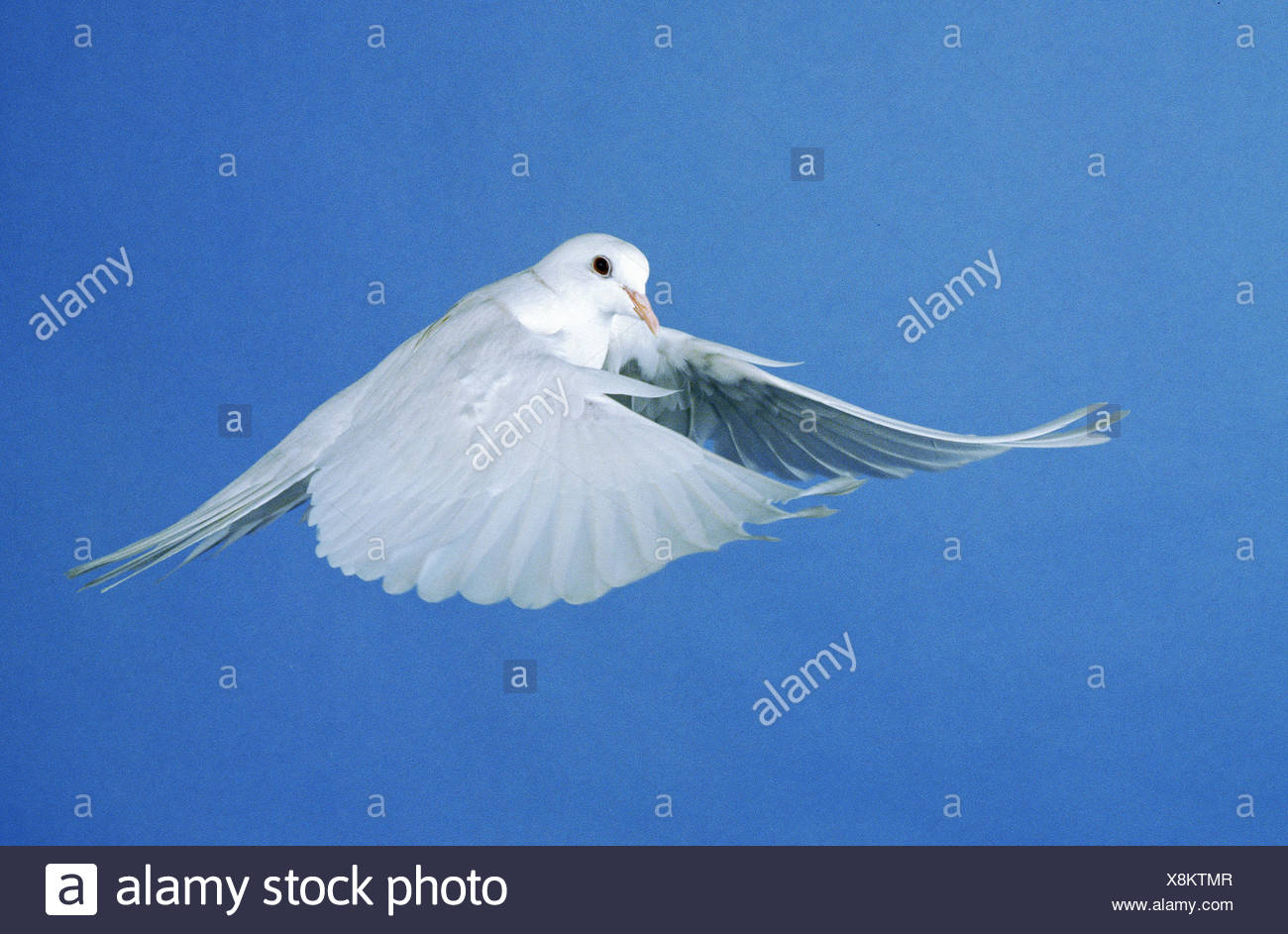 Dove Flying High Resolution Stock Photography and Images - Alamy