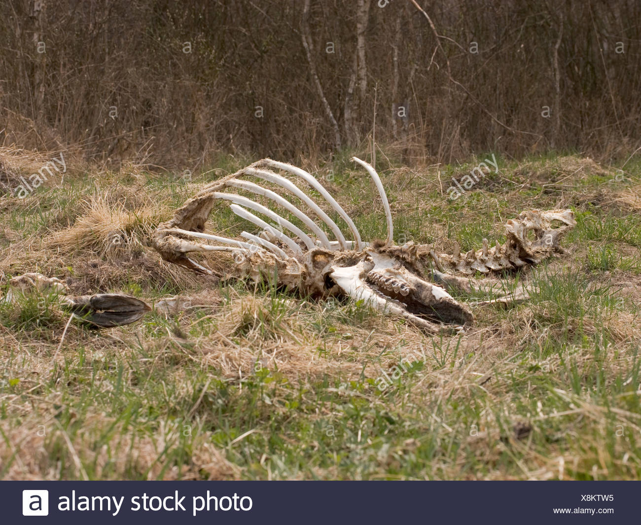 Elk Skeleton Bones Stock Photos & Elk Skeleton Bones Stock Images - Alamy