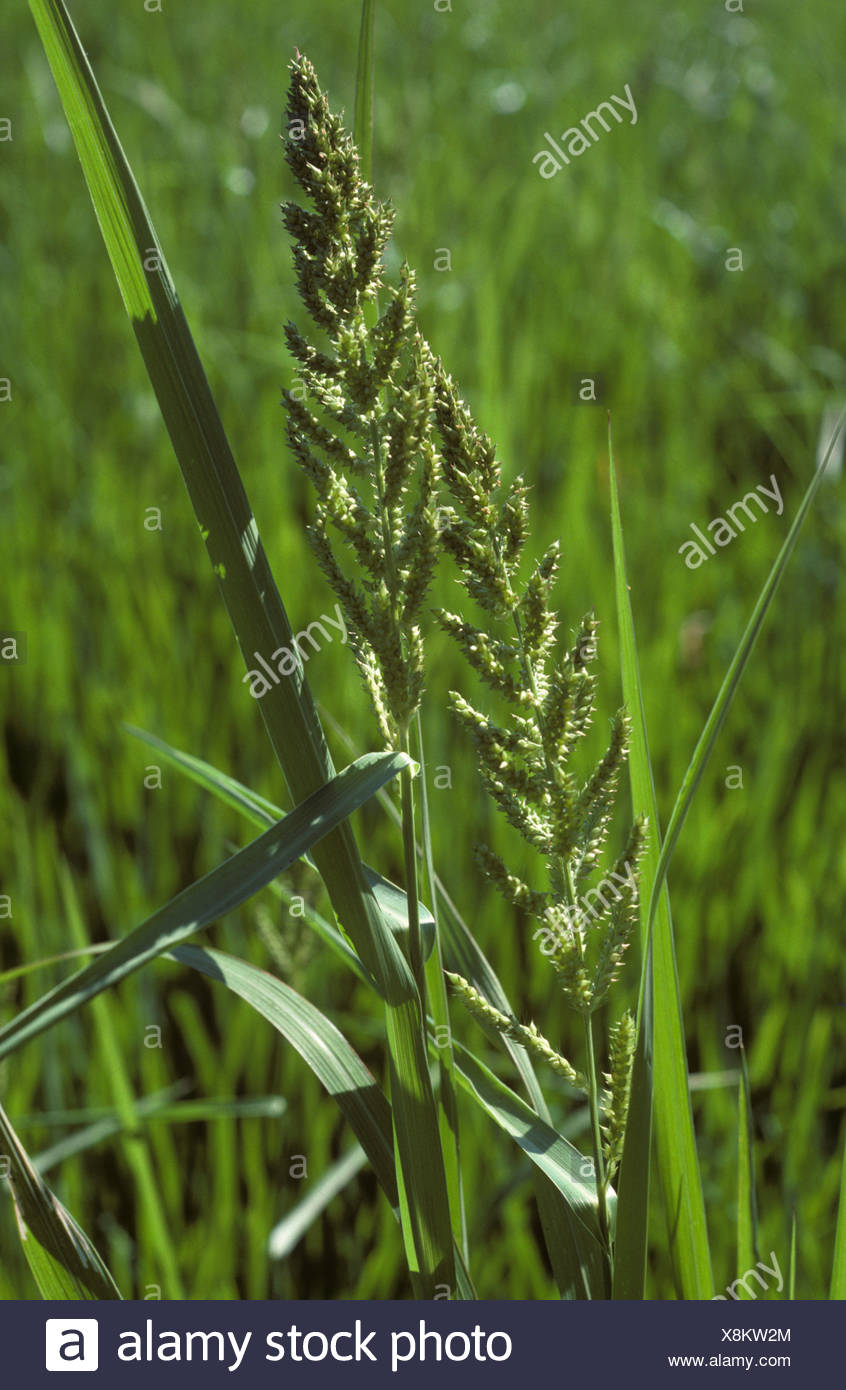 Japanese Barnyard Millet High Resolution Stock Photography and Images ...