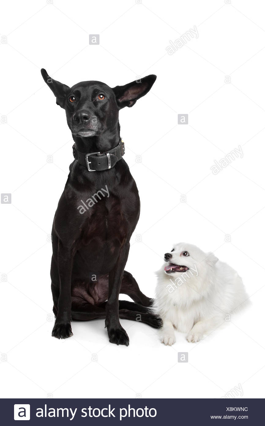 Dutch Barge Dog High Resolution Stock Photography and Images - Alamy