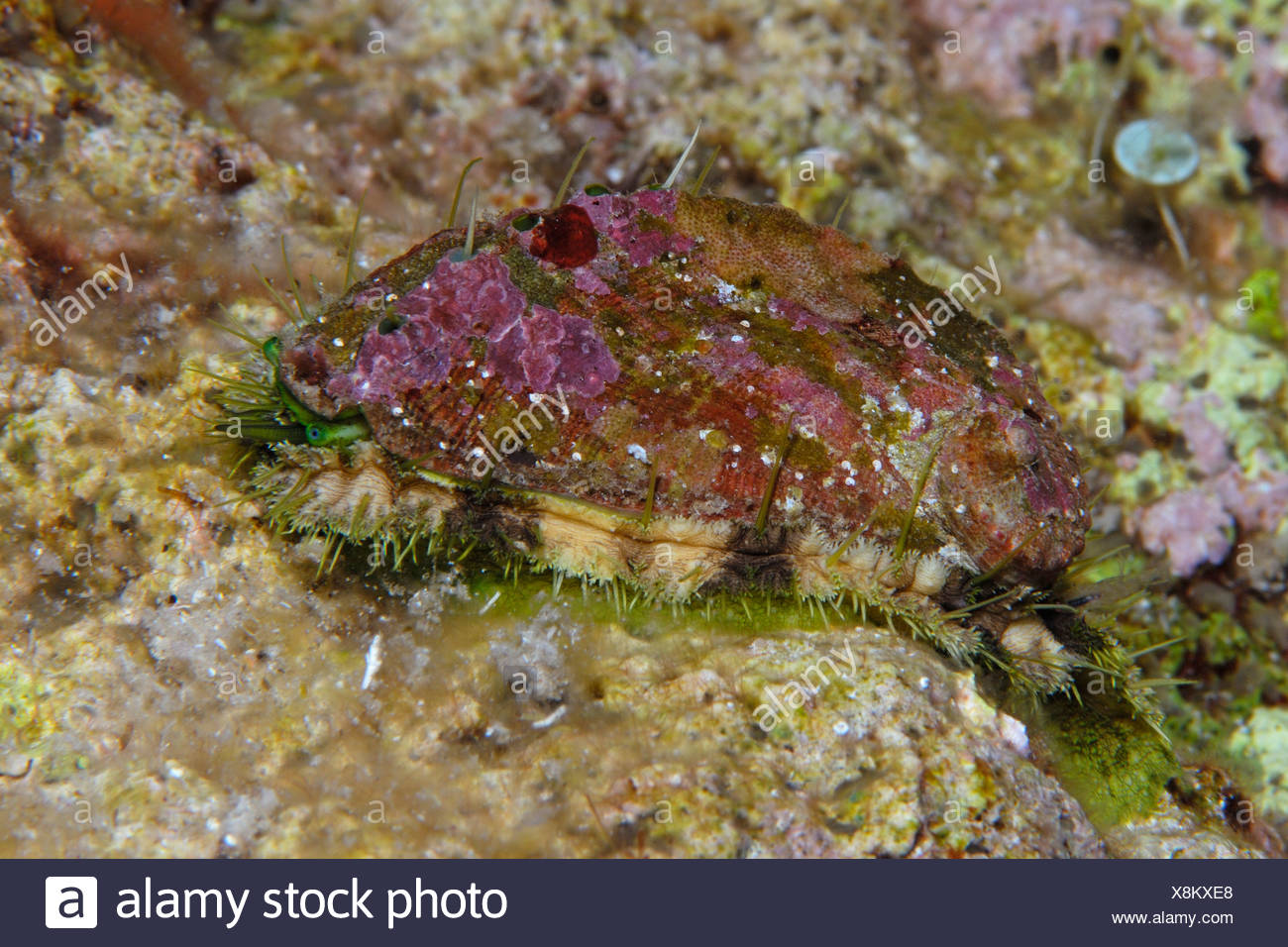 Sea Shell Ear Stock Photos & Sea Shell Ear Stock Images - Alamy