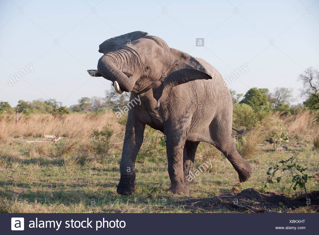 Charging Bull Elephant High Resolution Stock Photography and Images - Alamy