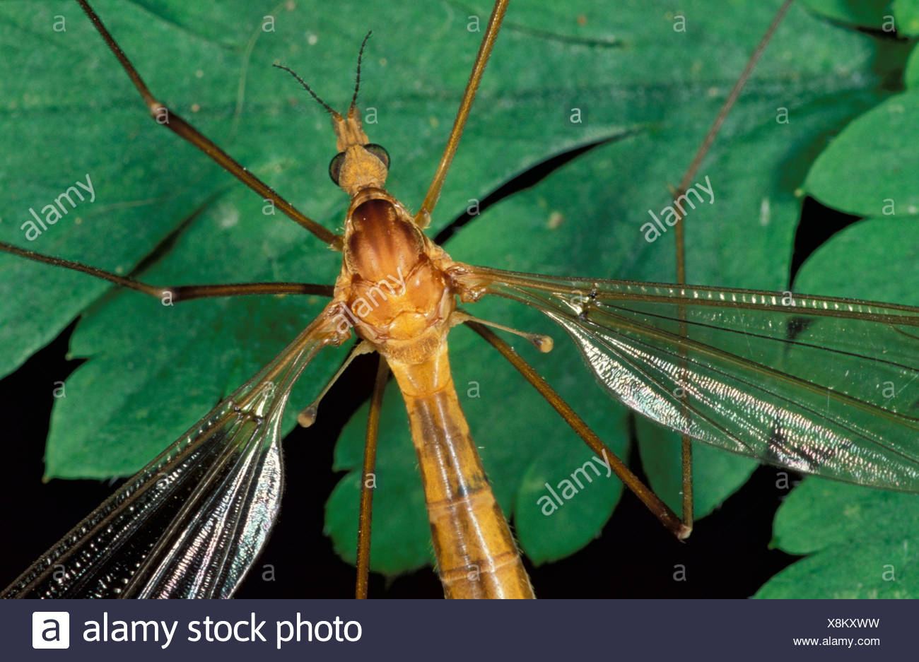 Halteres High Resolution Stock Photography and Images - Alamy