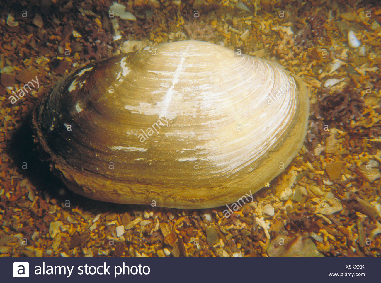 Lutraria Lutraria High Resolution Stock Photography and Images - Alamy