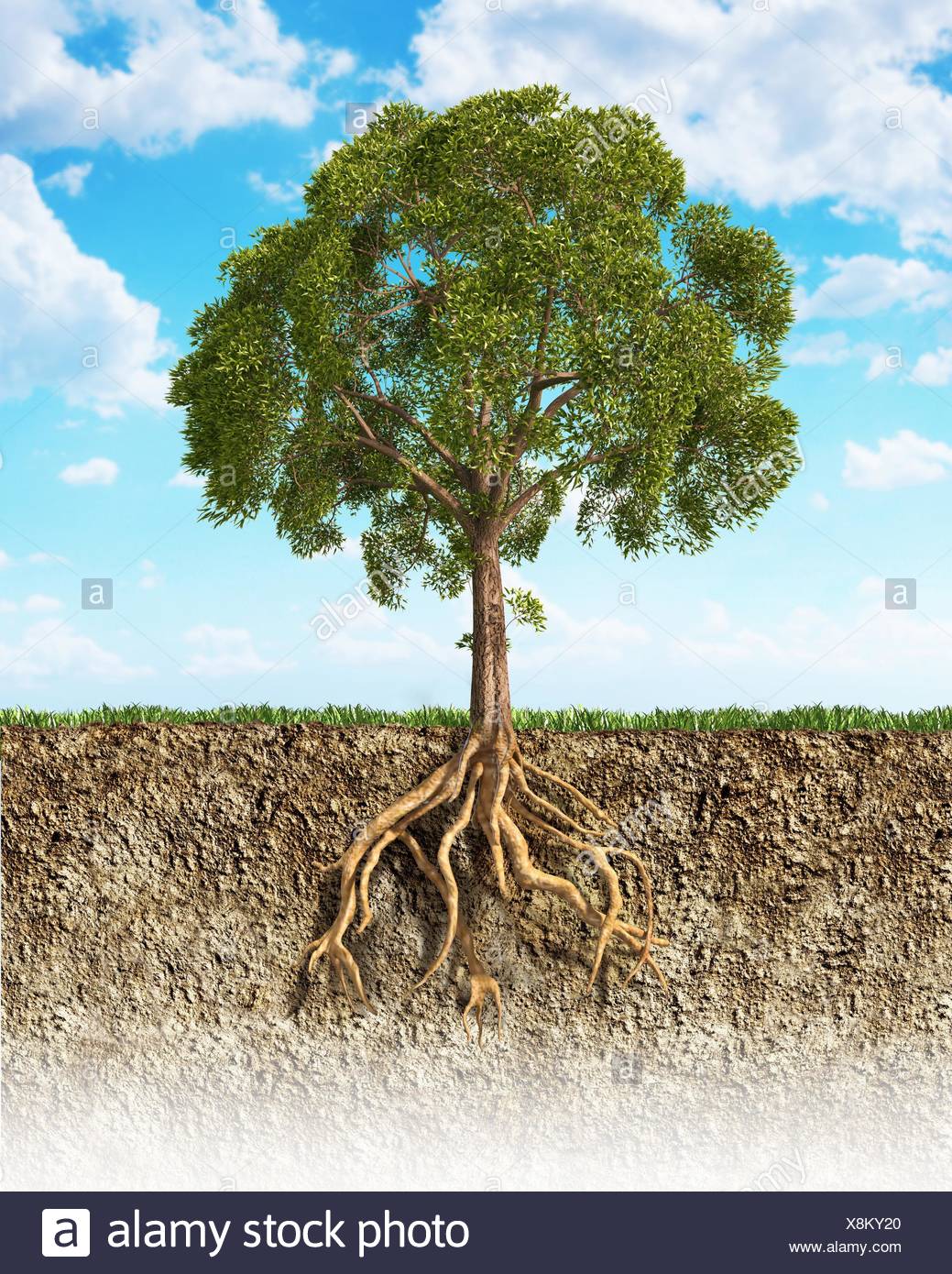 Plant Roots Cross Section Stock Photos & Plant Roots Cross Section ...