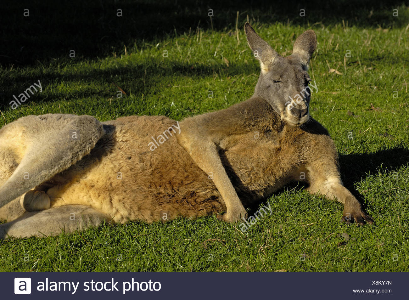 Kangaroo High Resolution Stock Photography and Images - Alamy