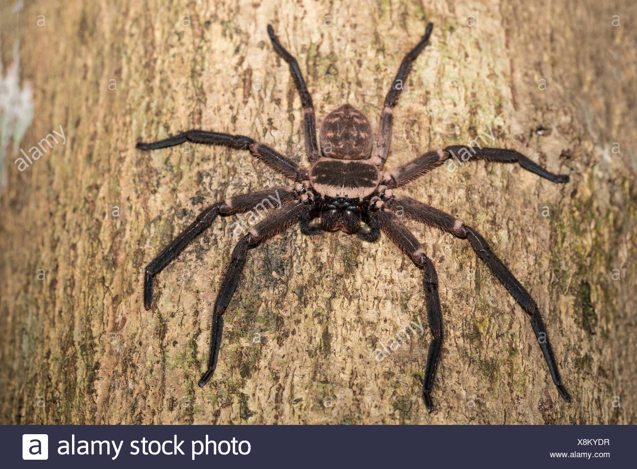 Giant Huntsman Spider Stock Photos & Giant Huntsman Spider Stock Images ...