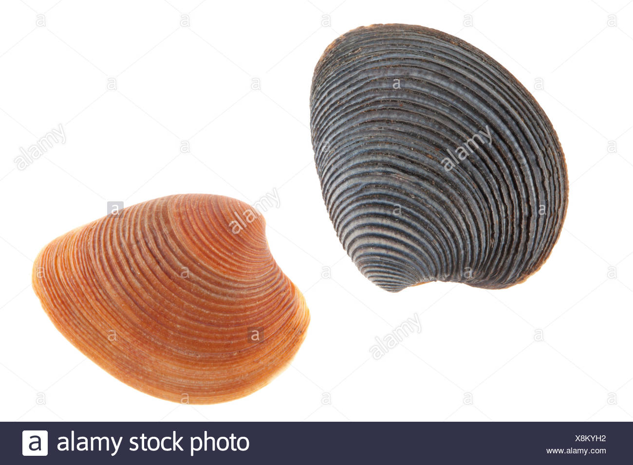 Striped Shell Stock Photos & Striped Shell Stock Images - Alamy