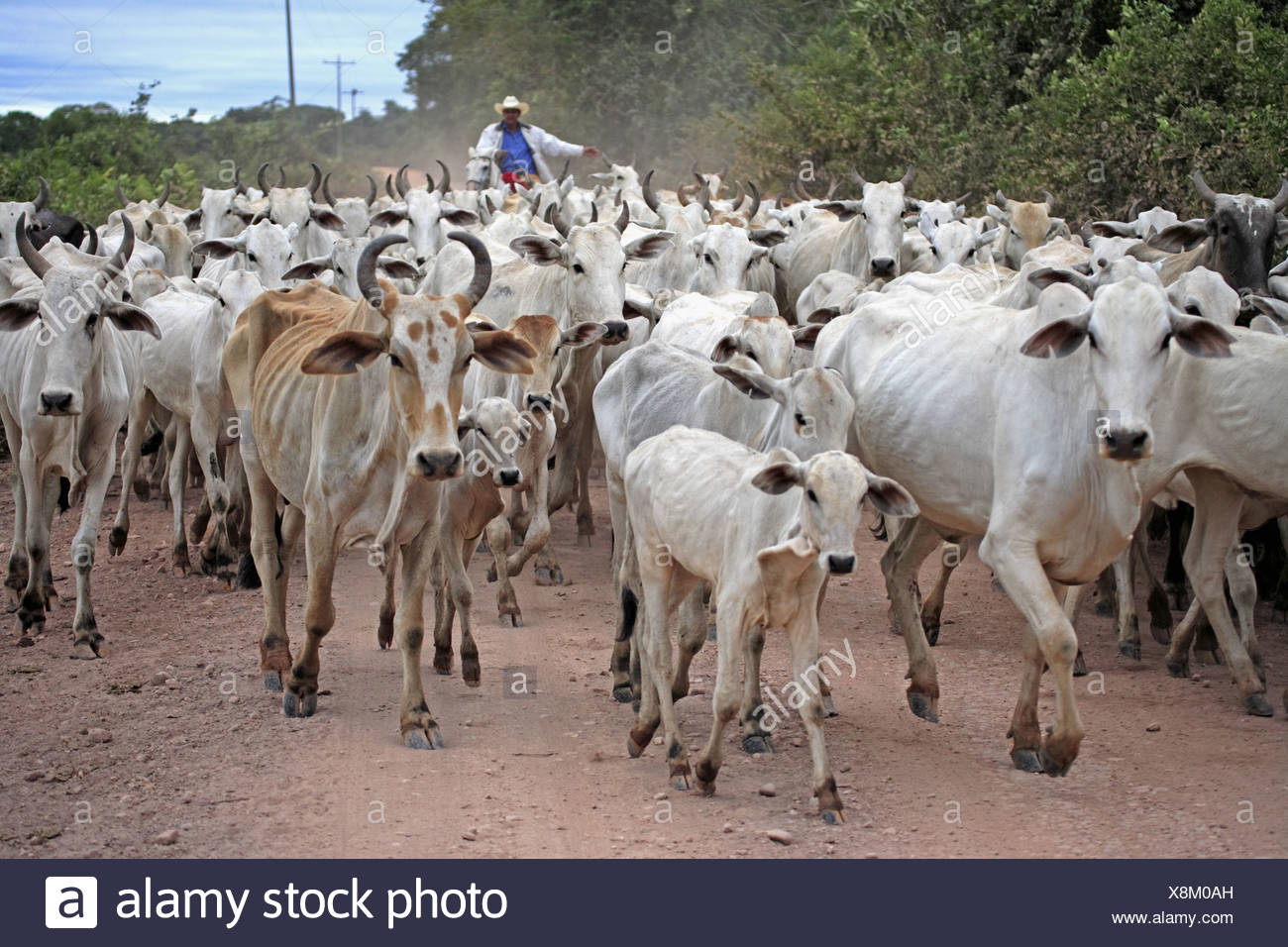 Indo Brazilian Cattle Stock Photos & Indo Brazilian Cattle Stock Images ...