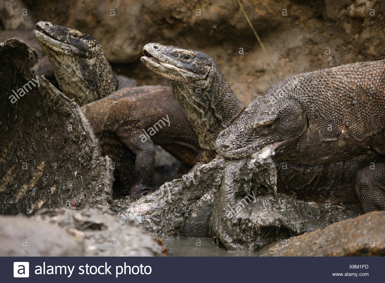 Komodo Dragon Feeding Stock Photos & Komodo Dragon Feeding Stock Images ...
