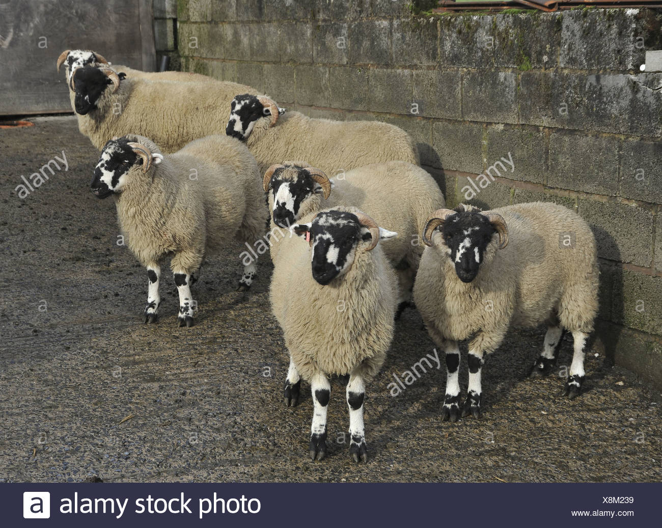 Lonk Sheep Stock Photos & Lonk Sheep Stock Images - Alamy