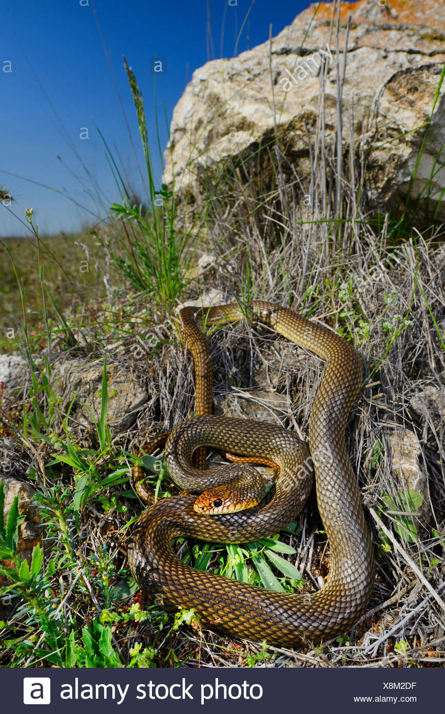 Caspian Whipsnake High Resolution Stock Photography and Images - Alamy