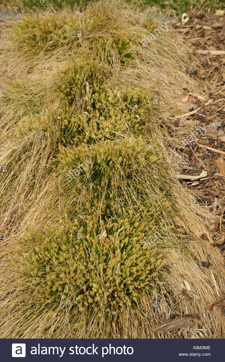 Dioecious High Resolution Stock Photography and Images - Alamy