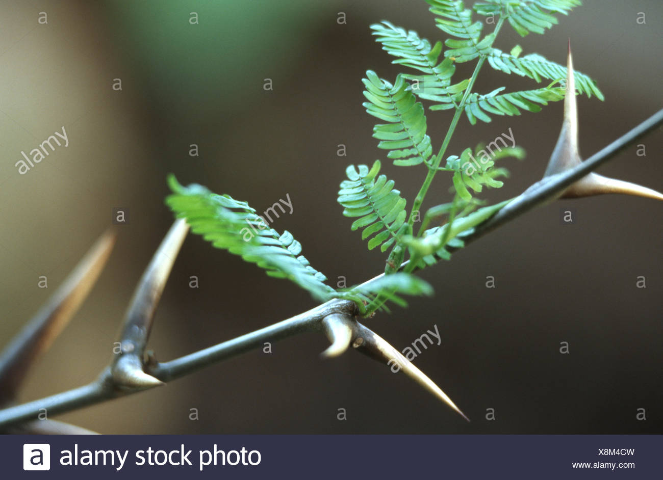 Acacia Tree High Resolution Stock Photography and Images - Alamy