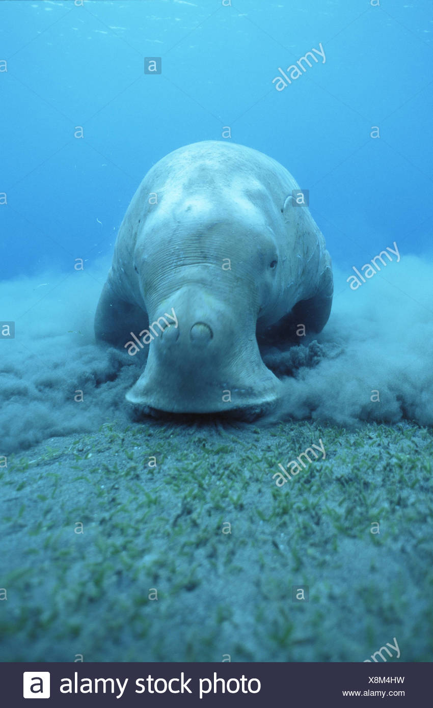 Manatee Seagrass High Resolution Stock Photography and Images - Alamy