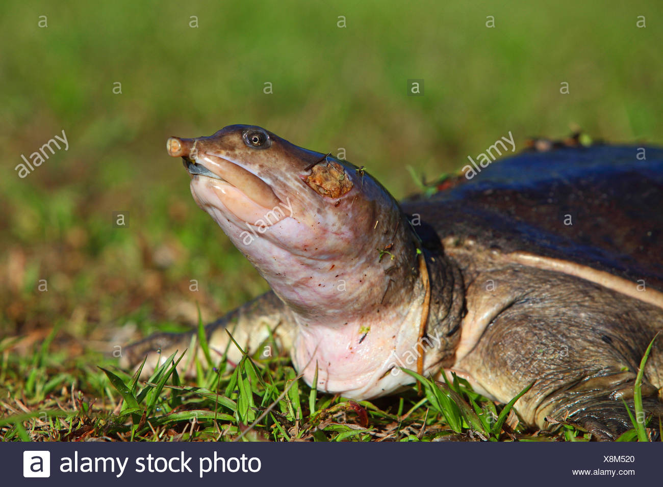 Florida Softshell Turtles High Resolution Stock Photography and Images ...