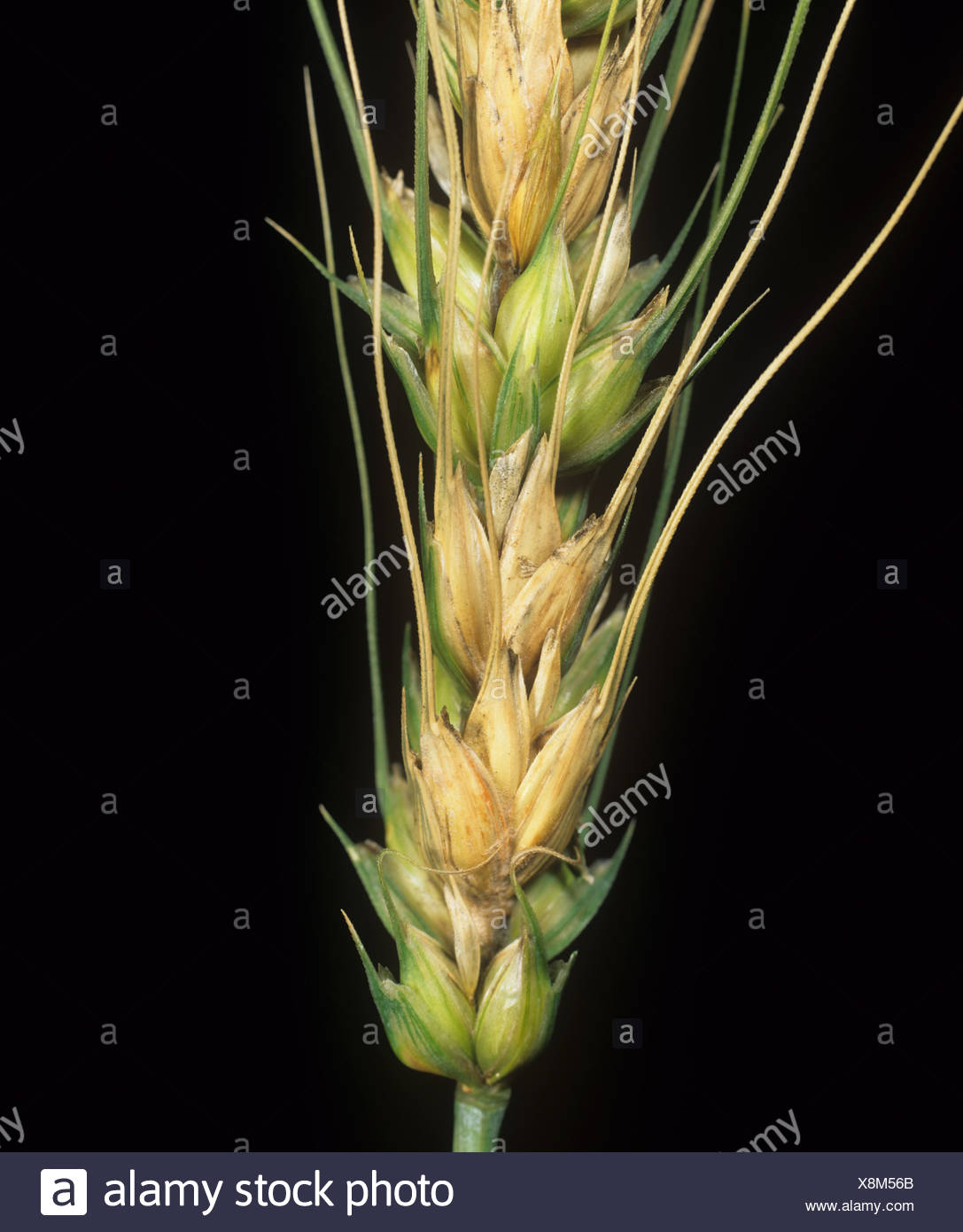 Fusarium Head Blight High Resolution Stock Photography and Images - Alamy