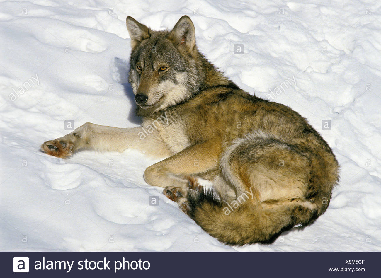 Wolf Laying Down High Resolution Stock Photography and Images - Alamy