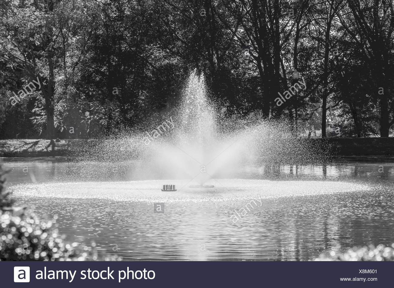 Pond Black and White Stock Photos & Images - Alamy