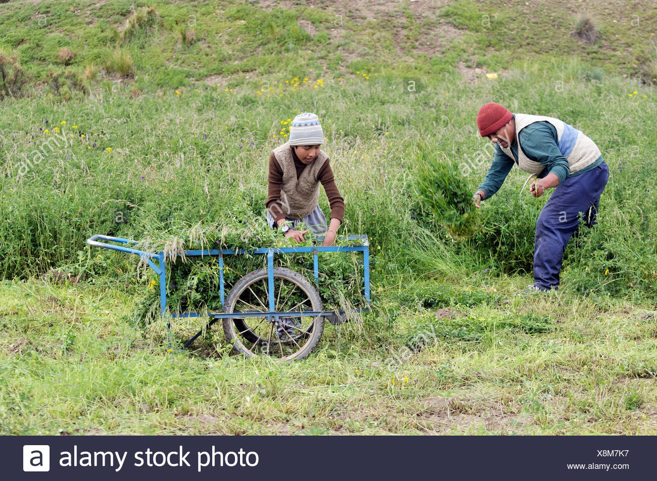 Alfalfa Crop High Resolution Stock Photography and Images - Alamy