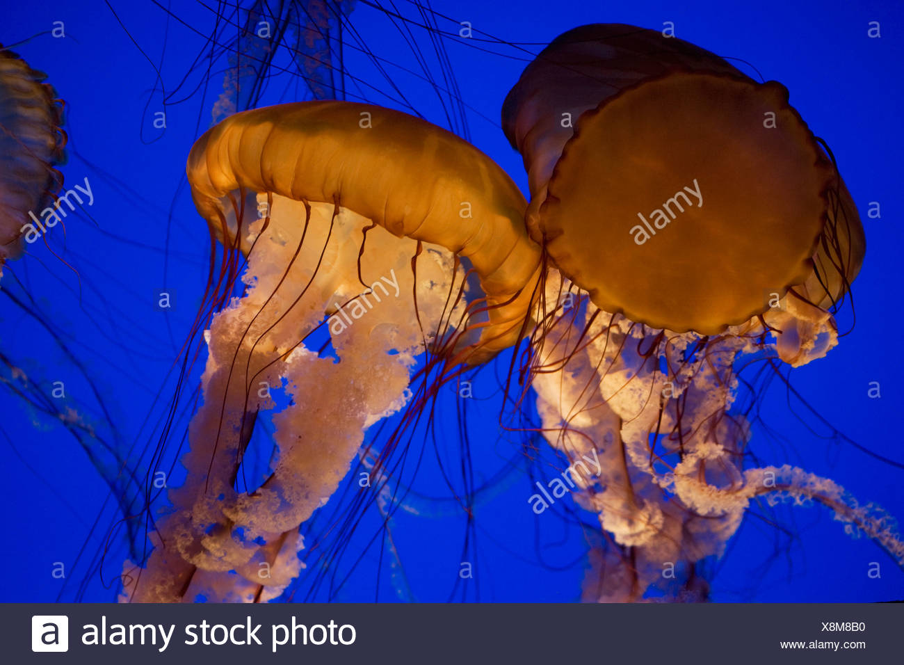 Chironex Fleckeri High Resolution Stock Photography and Images - Alamy